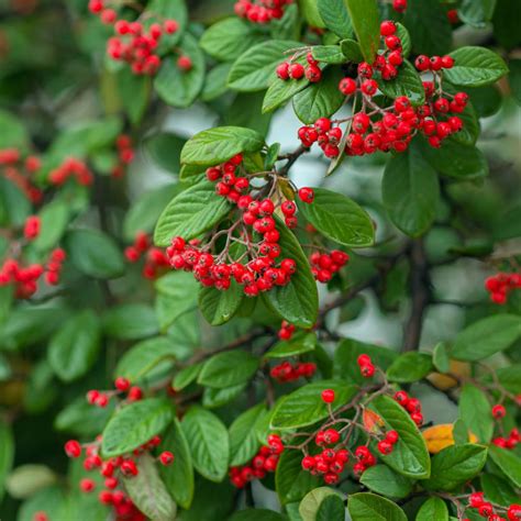 Cotoneaster Franchetii Hedging Dobies