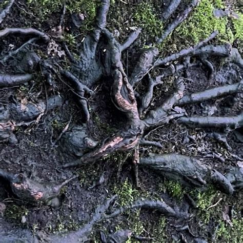 Stream Variation Wo Theme Demo By Cobalt Bride Listen Online For