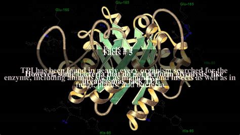 Triosephosphate Isomerase Top 9 Facts YouTube