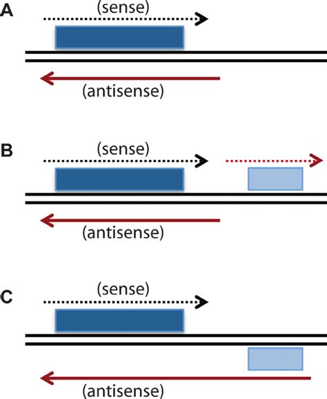 Sources Of Antisense Rna Download Scientific Diagram