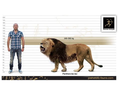 Barbary Lion Image Buy Uchytel