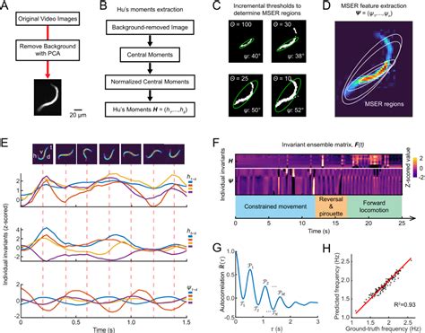 Figure 1 From Segmentation Free Measurement Of Locomotor Frequency In Caenorhabditis Elegans