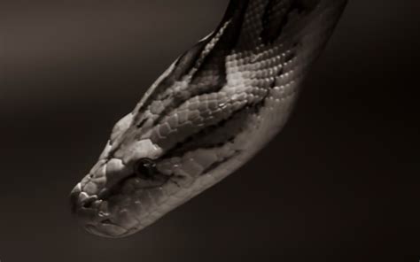 from data to decisions visualizing sap insights with python