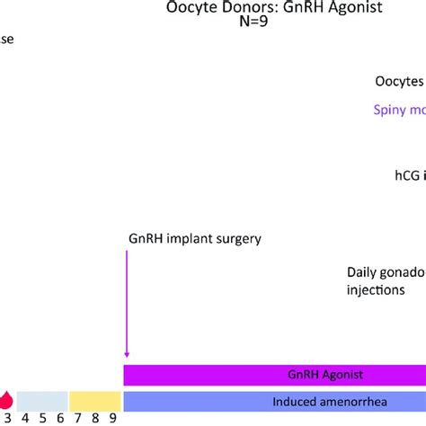 Superovulation Protocol And Oocyte Collections In Deslorelin Implanted