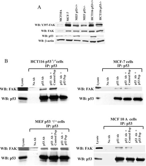 Disruption Of Fak And P53 Binding With P53 Peptides Containing The