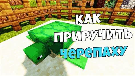 КАК ПРИРУЧИТЬ ЧЕРЕПАХУ В МАЙНКРАФТЕ Youtube