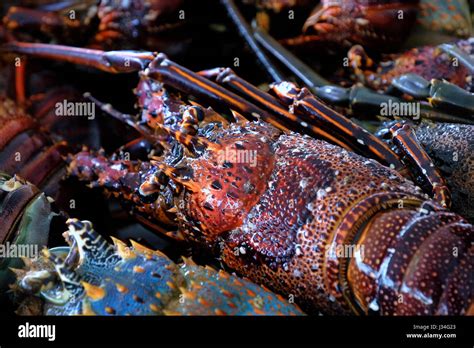 Rock Lobster Facts At Thomas Nickell Blog