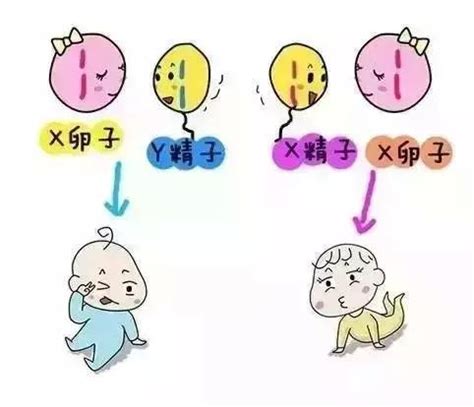 胎儿的性别是取决于男方还是女方