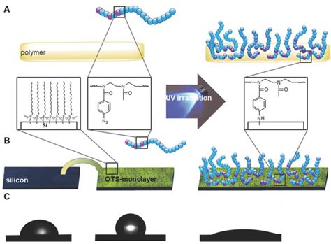 Schematic Illustration Of The Grafting Process Of Poly2‐oxazoline