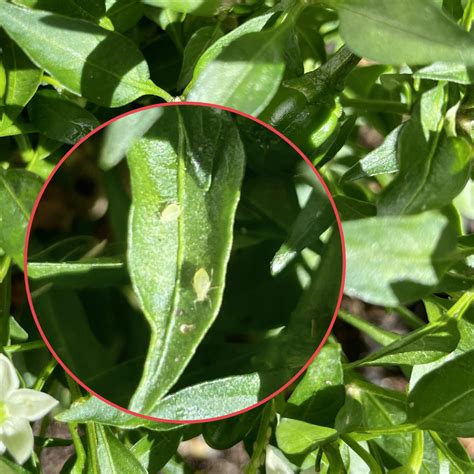 how do i get rid of these insects without killing the plant r plants