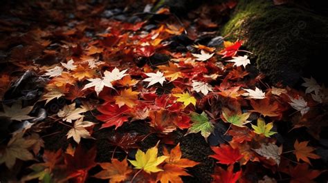 바닥에 누워있는 단풍잎 침대 단풍 낙엽 단풍나무 고화질 사진 사진 배경 일러스트 및 사진 무료 다운로드 Pngtree