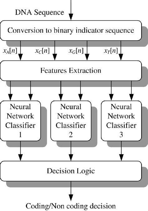 Neural Network Based Multi Classifier System For Gene Identification