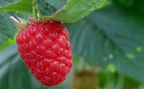 Irish Raspberries | 013_4801b | Andrew Wilson | Flickr