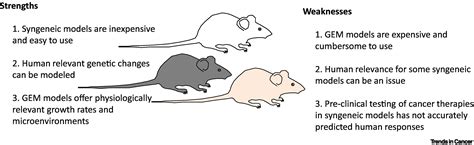 Mouse Model For Cancer Research At Wilma Scanlon Blog