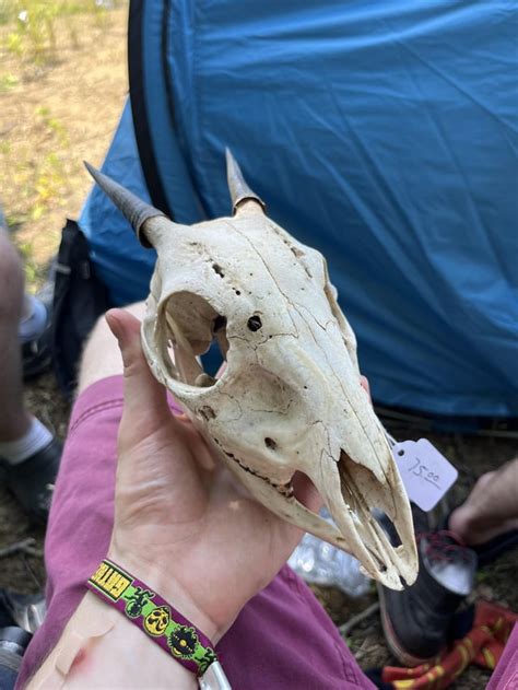 Bone Found On West Denmark Beach R Bonecollecting