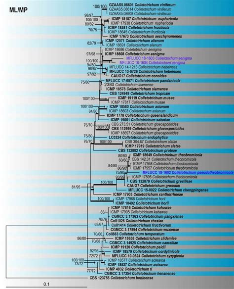 Phylogenetic Tree Generated By Maximum Parsimony Analysis Of Combined