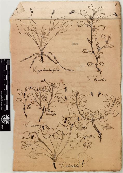 Fielding A Field Notes Comeback American Libraries Magazine