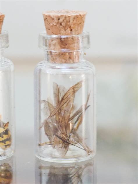 Real Pollinator Insect In Vial Your Choice Dried Bee Etsy