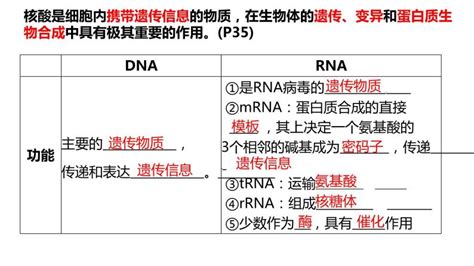2023届高三生物复习课件 核酸是遗传信息的携带者 教习网 课件下载