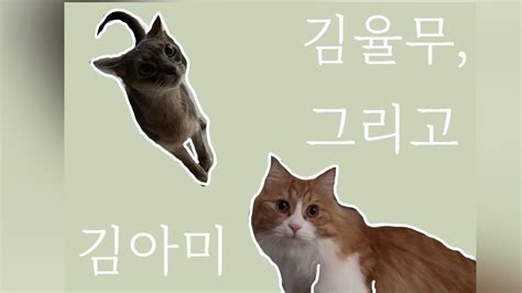 Vlog 집사브이로그 김율무와 김아미의 일상 Vlog Youtube