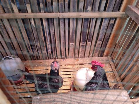 Ini Ciri Unggas Kena Flu Burung Golaliid