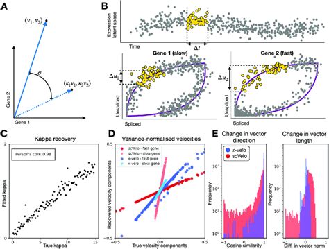 Scaling Of Gene Wise Velocity Components A If The Gene Wise