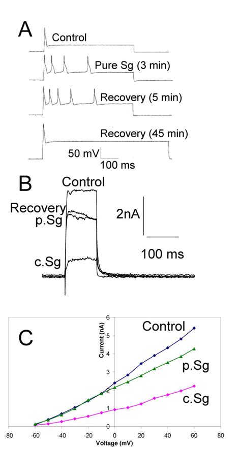 Comparison Of Electrophysiological Activity Between A Single Firing Drg