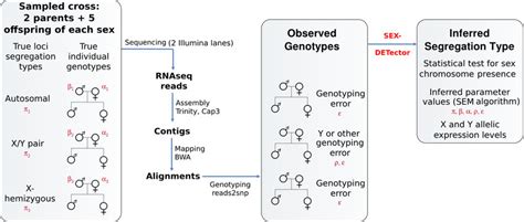 The Sex Detector Pipeline From Required Data To Outputs The Advised