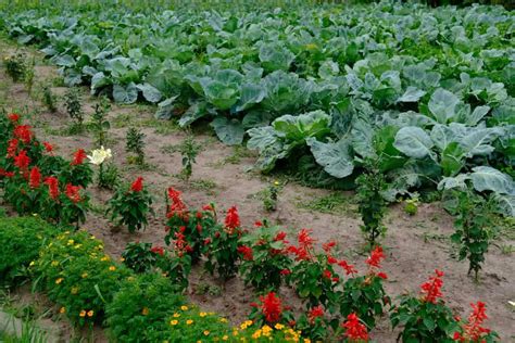 Organic Ways To Control Pests In The Garden