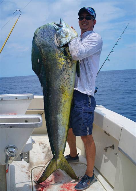 Mahi Mahi Fish