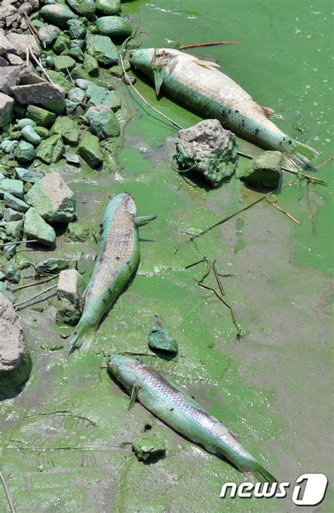 녹초에 숨진 숭어떼