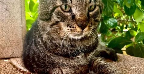 Son Chat Attaqué Par Un Loup Rentre 11 Jours Plus Tard Avec « Un Air De Survivant En Colère