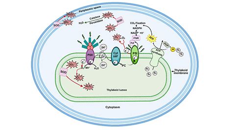 Early Branching Cyanobacteria Up Regulate Superoxide Dismutase Activity Under A Simulated Early