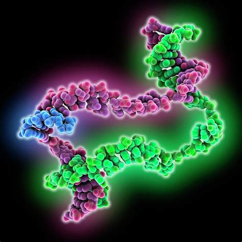 Rna Synthesis Photograph By Laguna Design Science Photo Library
