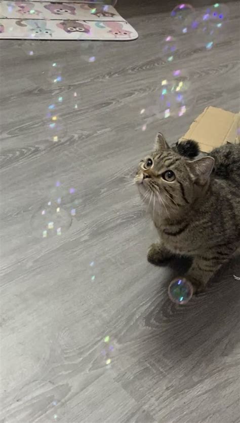 Toby With Bubbles 🫧🤍