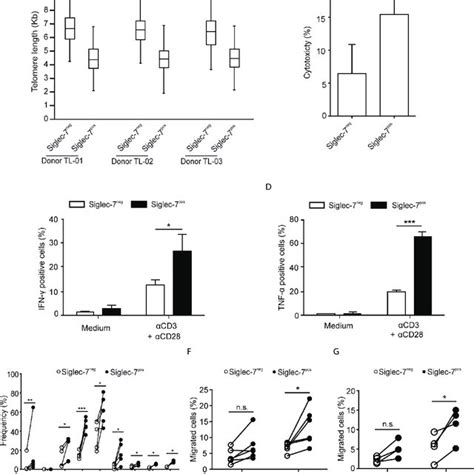 Siglec 7 Cd8 T Cells Display A Highly Proliferative And Functional Download Scientific