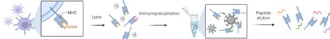 Immunopeptidomics Services Mar 17 Updates Immunopeptidomics Services Mar 17 Updates