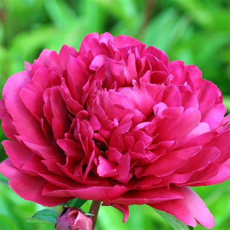 Пион молочноцветковый «Paul M.Wild» - Paeonia lactiflora «Paul M.Wild»