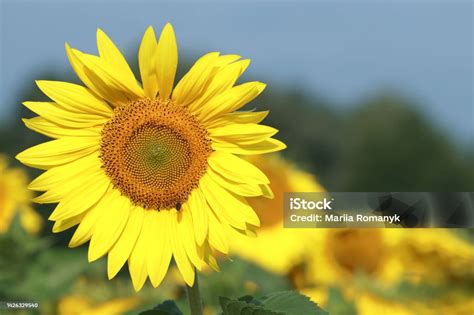 노란색 파란색 색상 노란 해바라기가 닫힙니다 배경을위한 해바라기가있는 농업 분야 완벽한 벽지 우크라이나의 색상 맑고 푸른 하늘 하늘의 배경에 해바라기 0명에 대한 스톡 사진