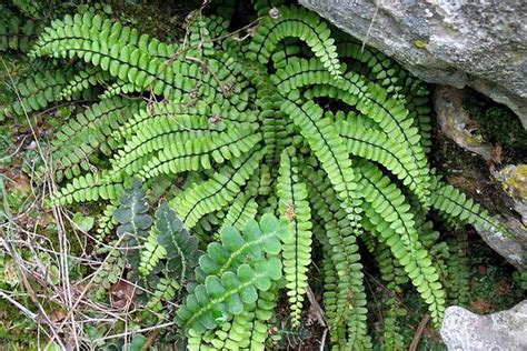 Asplenium Trichomanes Ballyrobert Gardens