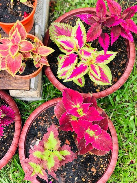 Hati Hati, Furniture & Home Living, Gardening, Plants & Seeds on Carousell