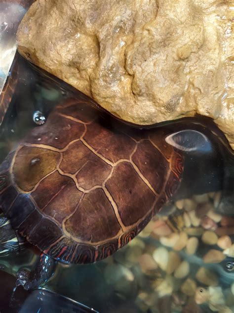 Shell Rot R Turtle