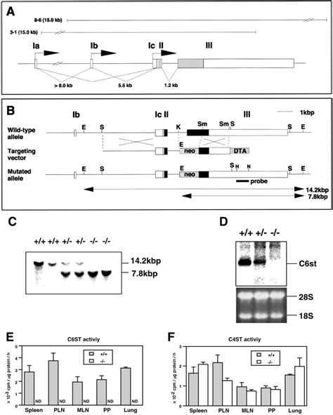 Genomic Organization And Targeting Strategy Of The Mouse C6st Locus