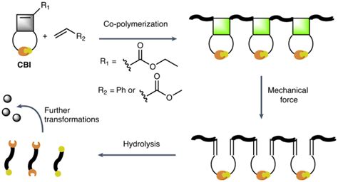 通过自由基聚合合成的聚合物的机械触发按需降解 Nature Chemistry X Mol