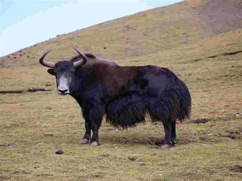 Bangga Has Oldest Evidence Of Yak Domestication