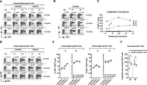 Response Of Ancestral Spike Specific T Cells Against Various Sars Cov2 Download Scientific