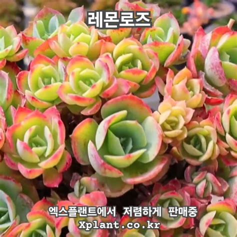 레몬로즈 다육이 다육식물 다육 Succulent 多肉植物 다육싸게파는곳 엑스플랜트 다육이키우기 다육이종류