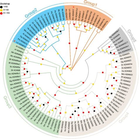 Phylogenetic Tree Analysis Of Adams Maximum Likelihood Ml Method Of
