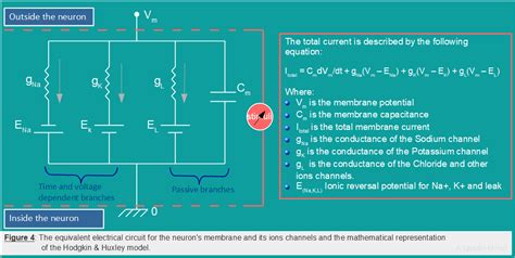 Propagating Nerve Impulse In Hodgkin Huxley Model Modeling With R Part 1 R Bloggers