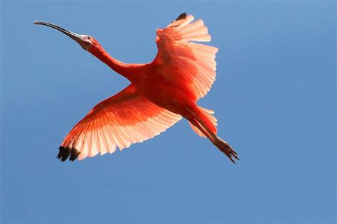 Scarlet Ibis In Flight Rode Ibis Photography